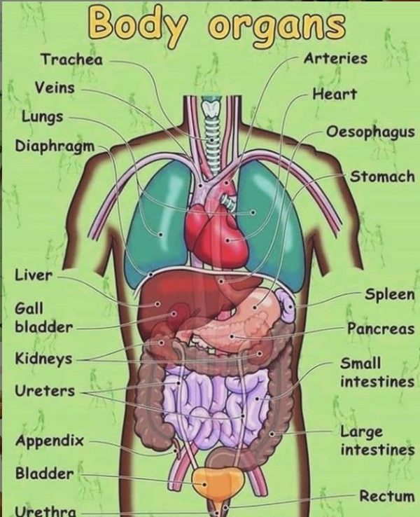 Body & Human Organ Chart - Bookstore and Supplies Outlet - SVGTCCU